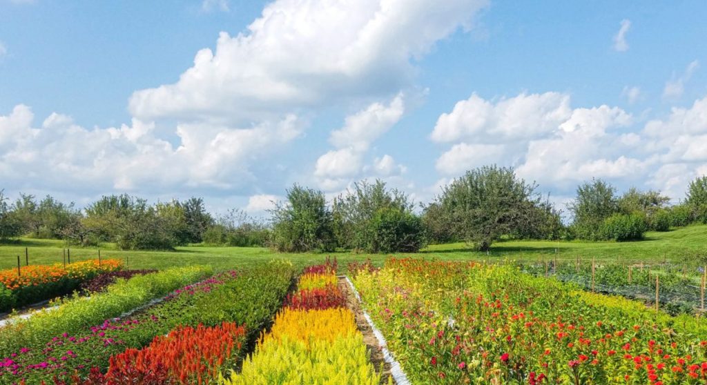 Flower Farm Workshop - Robin Wood Flowers